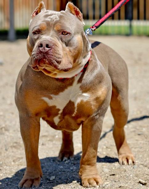 BLUE PITBULL PUPPIES FOR SALE