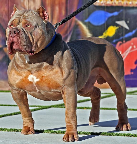 BLUE PITBULL PUPPIES FOR SALE