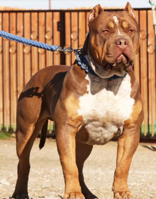 BLUE PITBULL PUPPIES FOR SALE