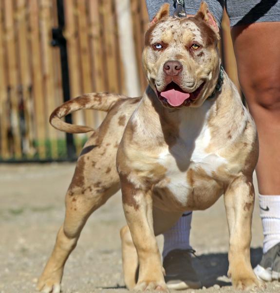 BLUE PITBULL PUPPIES FOR SALE