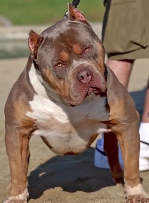 BLUE PITBULL PUPPIES FOR SALE