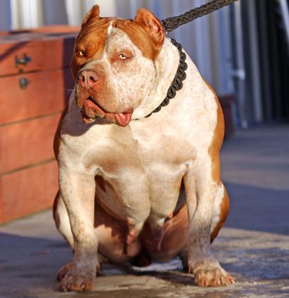 XXL BULLY FEMALE PITBULLS GIANT XTREME BLUE PITS