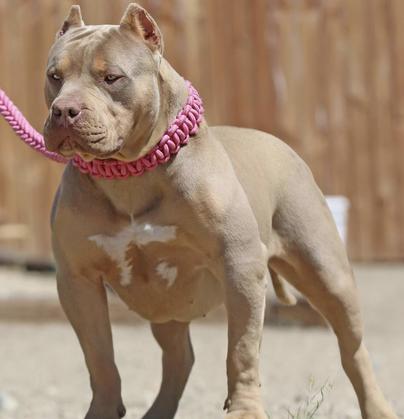 XXL BULLY FEMALE PITBULLS GIANT XTREME BLUE PITS