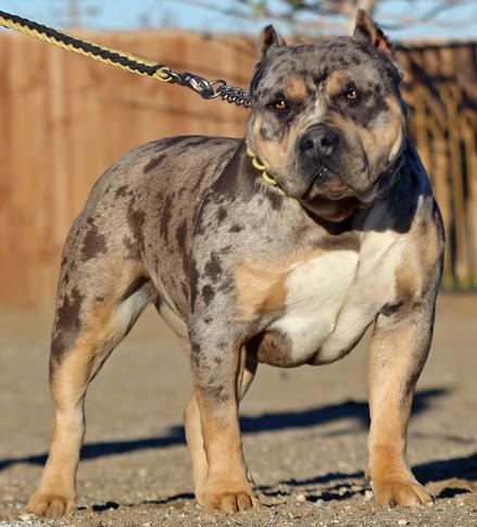 XXL BULLY FEMALE PITBULLS GIANT XTREME BLUE PITS