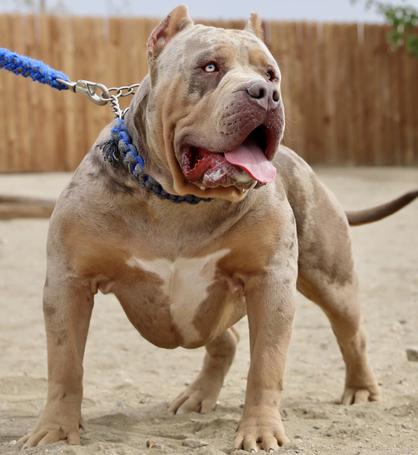 HUGE 100 POUND XXL LARGE MALE PITBULLS BULLY XTREME
